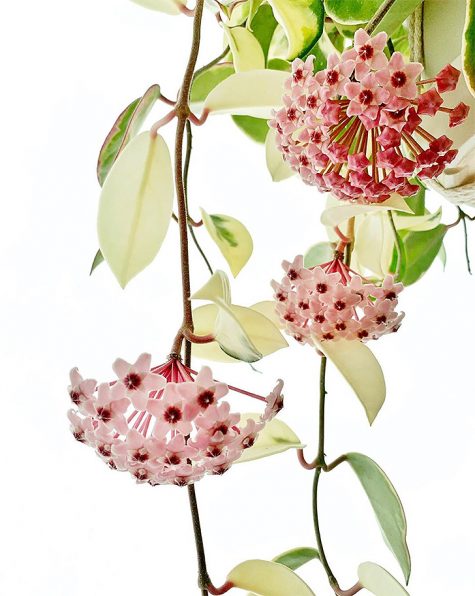 Plant 101 with Trinity Shi of Cube House Jungle - Room & Board